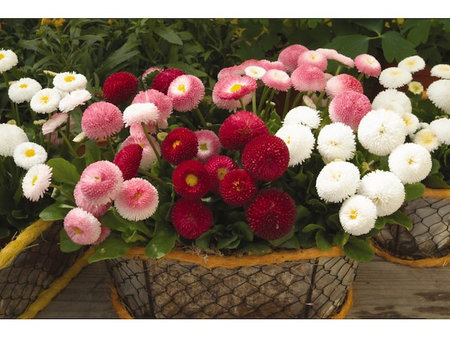 Bellis perenis (seme) Margarita