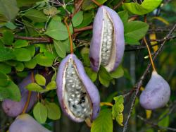 Akebia trifoliate - Akebija (seme) Cokoladna puzavica voce