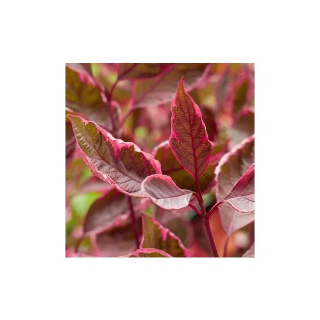 Cornus alba sibirica 'Miracle' • C5 L • 80-100 cm