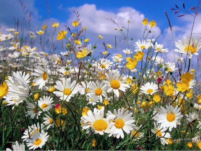 Margareta ( Margherita ) - Chrysanthemum leucanthemum