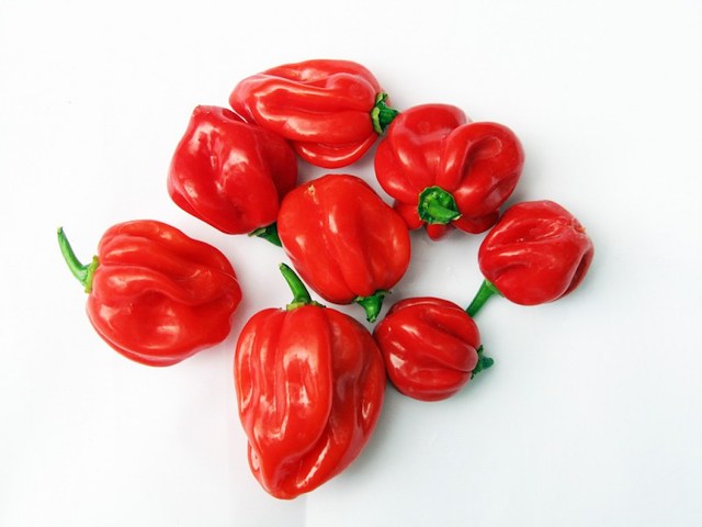 Scots bonnet cili paprika crvena (seme)