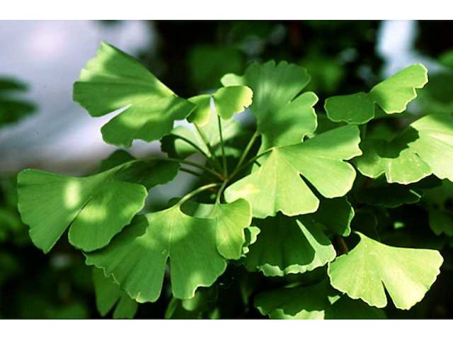 Ginkgo biloba - Ginko seme