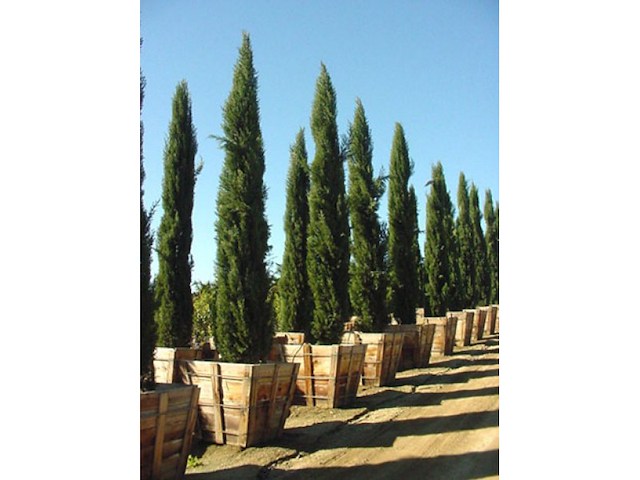 Mediteranski cempres - Cupressus sempervirens stricta (