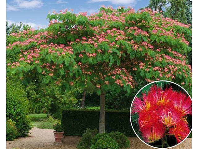 Albizia julibrissin - Albicija svileno drvo (seme)