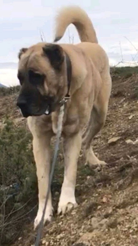 Turski Kangal-5 ženki