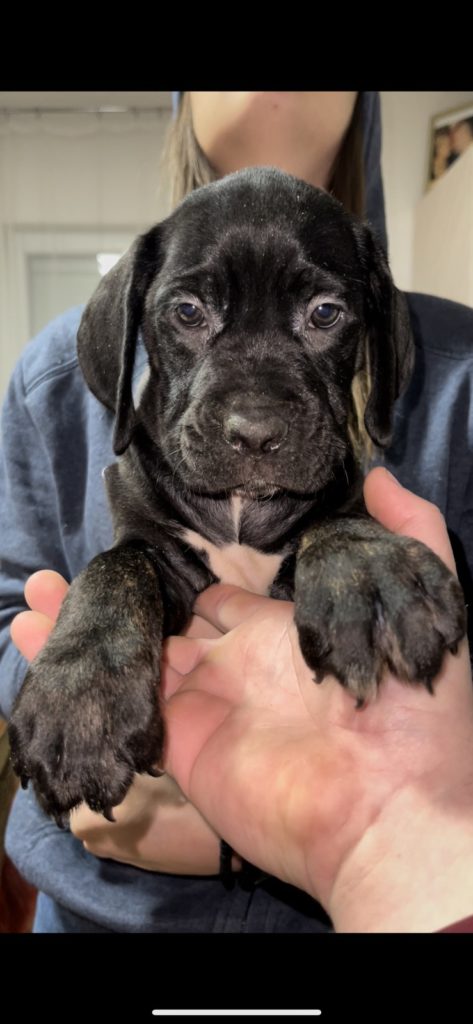 Cane Corso štenci