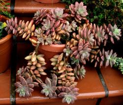 Graptosedum Bronze