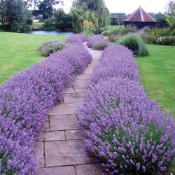 Lavanda Hidcote blue (seme)