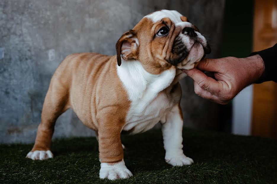 Engleski buldog, štenci izložbenog potencijala