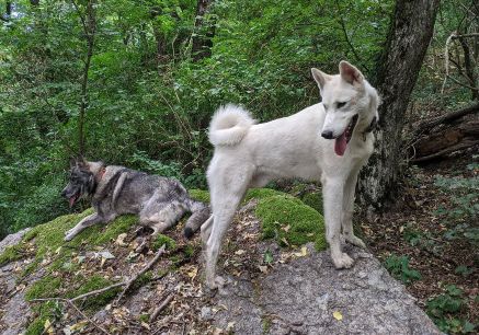 Zapadno sibirska lajka