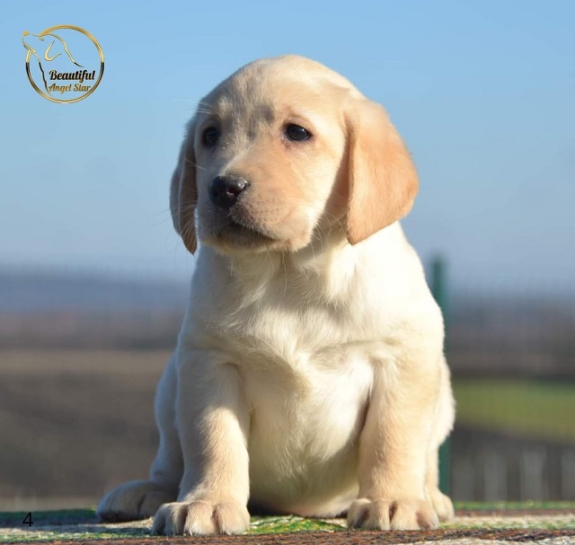 Labrador retriver – novo leglo