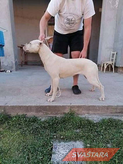 Dogo Argentino, odrasli psi