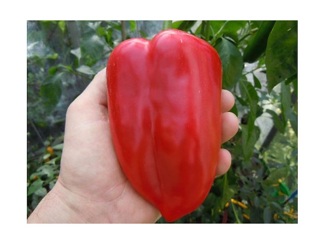 Paprika ajvaruša `Kurtovska kapija`, 1g/oko 130 semenki