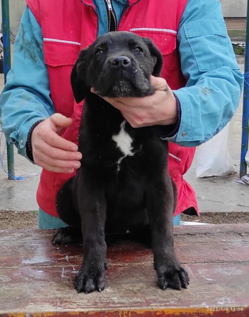 Cane corso zenke