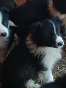 Na prodaju stenci border collie stari 16 nedelja