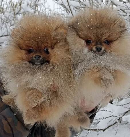 Pomeranski špic,Pomeranac,Pomeranian,Boo štenci