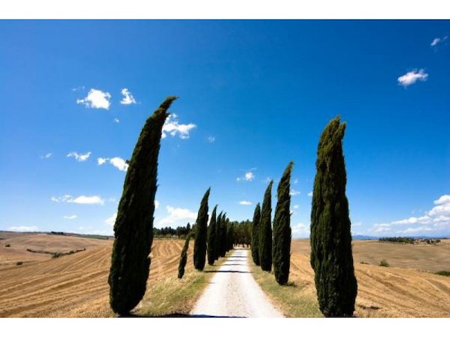 Mediteranski cempres - Cupressus sempervirens stricta (