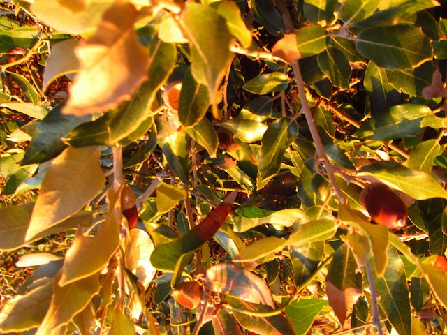 Primorski hrast, quercus ilex, seme