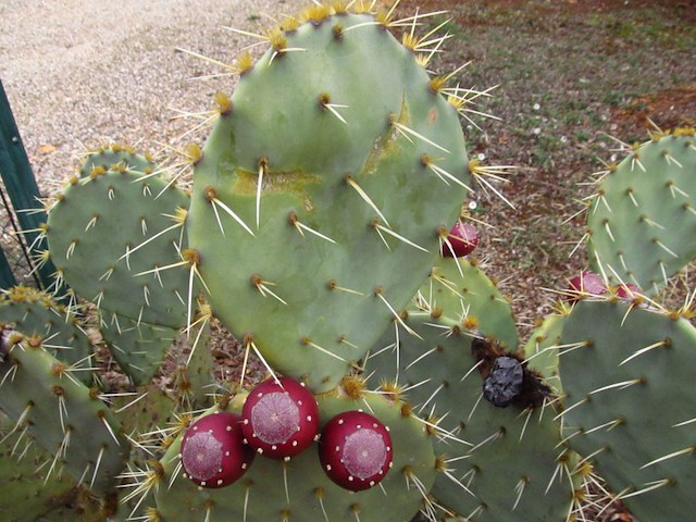 Kaktus iz roda Opuntia (No.2) , seme