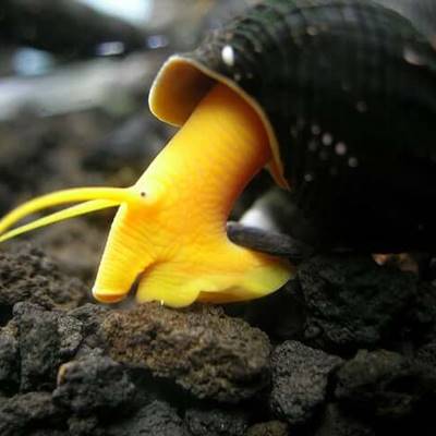 Tylomelania Sp. Yellow (Sulawesi Rabbit Snail)