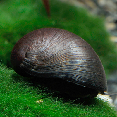 Neritina Natalensis Sp. Black Helmet