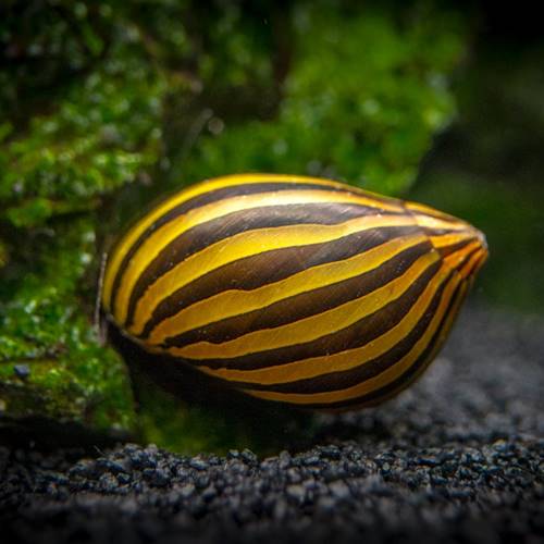 Neritina Natalensis Sp. Zebra (Zebrasta nerita)