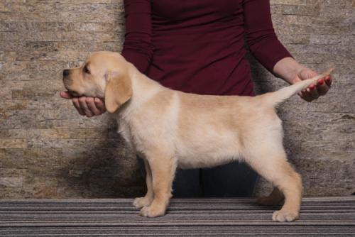 Labrador retriver štenci