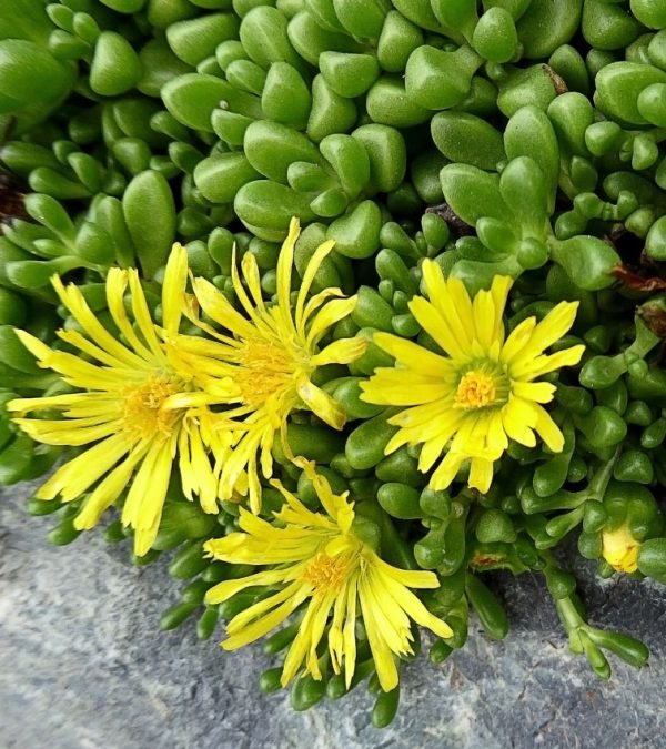 Delosperma nubigenum