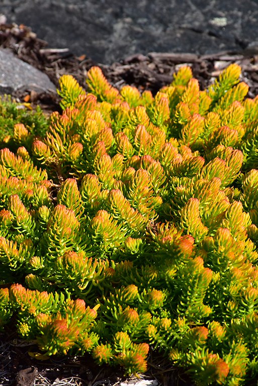 Sedum rupestre 'Angelina'