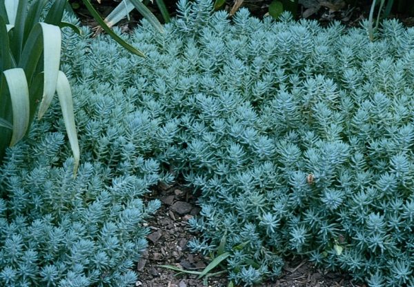 Sedum rupestre ‘Blue’