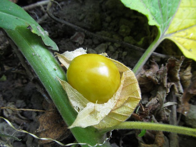 Peruanska jagoda (physalis peruviana) seme 20 komada