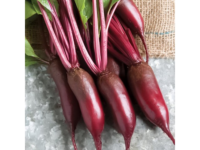 Cvekla Cylindra, Cilindrična (Beta vulgaris rubra)