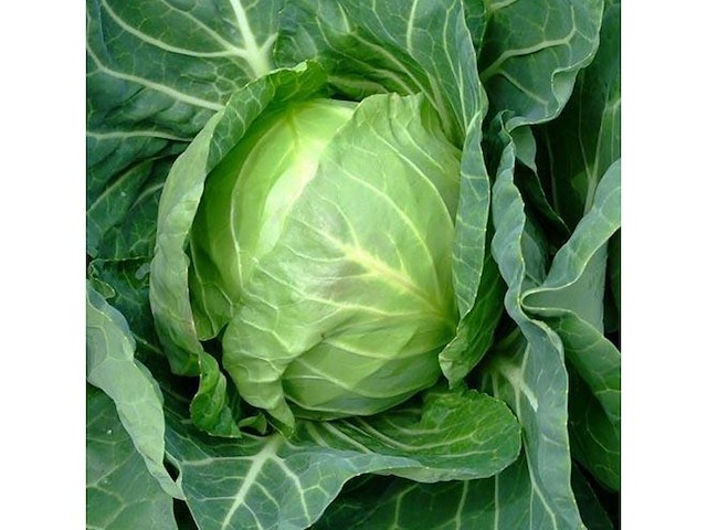 Kupus Kopenhaški (Brassica oleracea capitata)