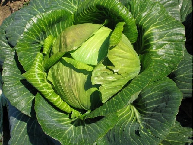 Kupus Varaždinski (Brassica oleracea capitata)