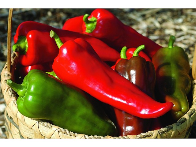 Paprika Kurtovska kapija, ajvaruša (Capsicum annuum)