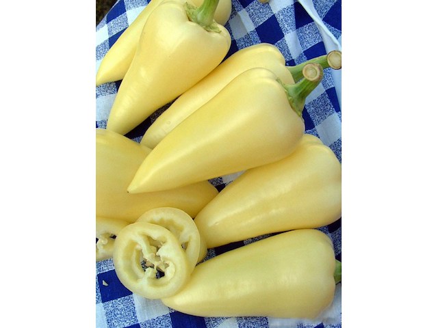 Paprika Somborka (Capsicum annuum)