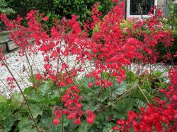 Heuchera sanguinea Leuchtkafer - koralni zvončić bordo boje