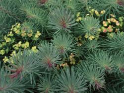 Euphorbia cyparissias