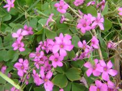 Oxalis articulata-detelina roze cvet