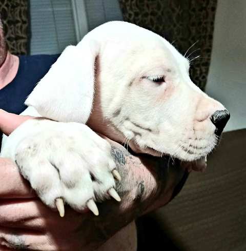 Dogo Argentino, stenci