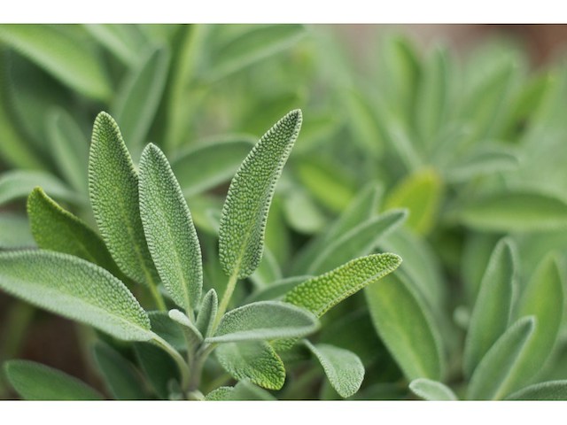 Žalfija (Salvia officinalis)