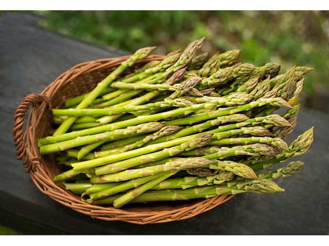 Špargla (Asparagus officinalis)