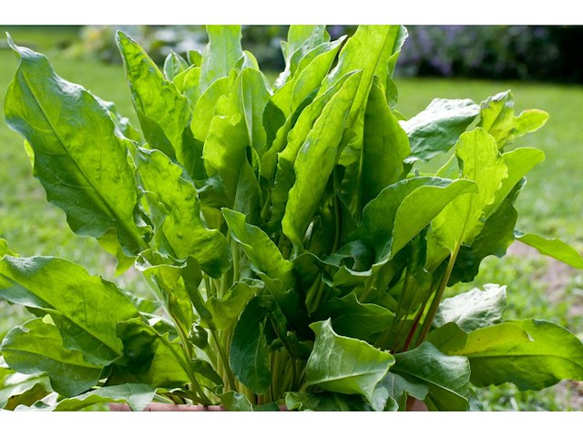 Pitomo zelje (Rumex acetosa)