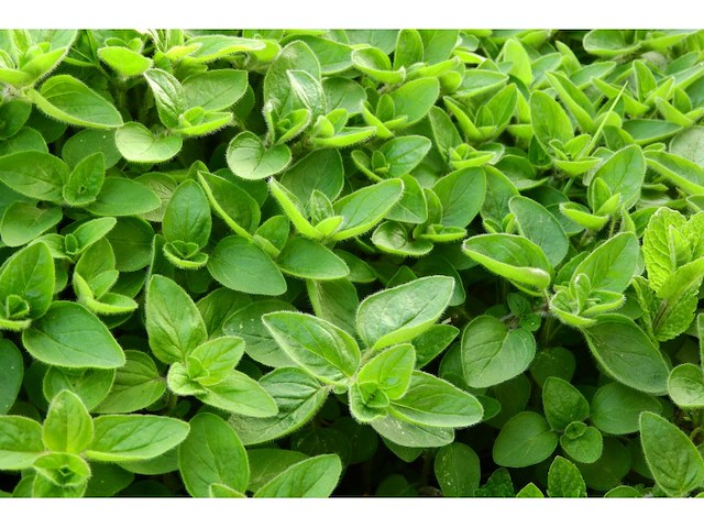 Majoran, Marjoram (Origanum majorana)