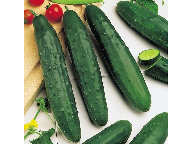 Krastavac Sunčani potok (Cucumis sativus)