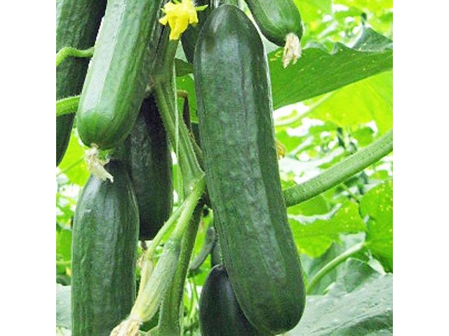 Krastavac Eva (Cucumis sativus)