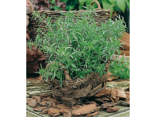 Čubar (Satureja hortensis)