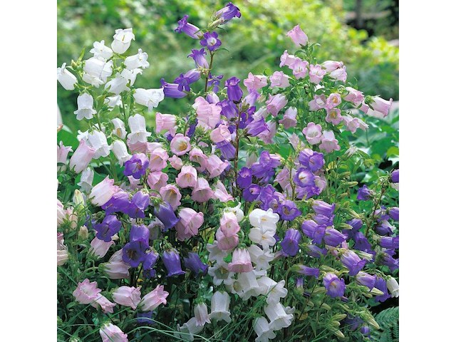 Zvončić Mix (Campanula medium)