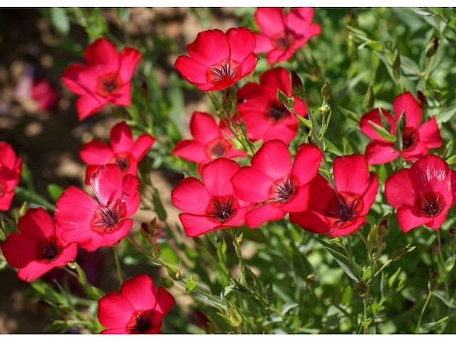 Ukrasni Lan crveni (Linum grandiflorum)