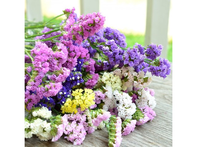 Štatica Mix (Limonium sinuatum)